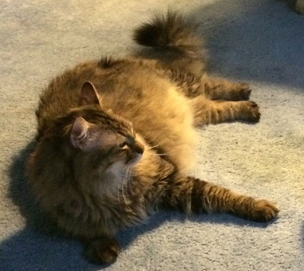 Left-Pawed Cats: Do Cats Have Dominant Paws? - Our Cats' World