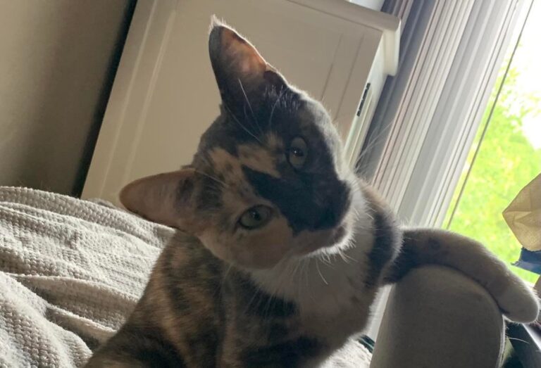 Cats Bullying Each Other: How Do You Stop It? - Our Cats' World