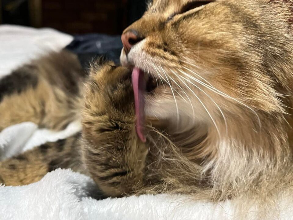 Getting Cats off your Lap the Loving Way – Our Cats' World