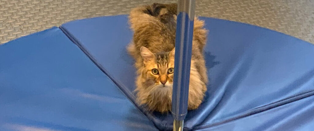 When Your Cat Turns its Back to You, What's he Saying? - Our Cats' World